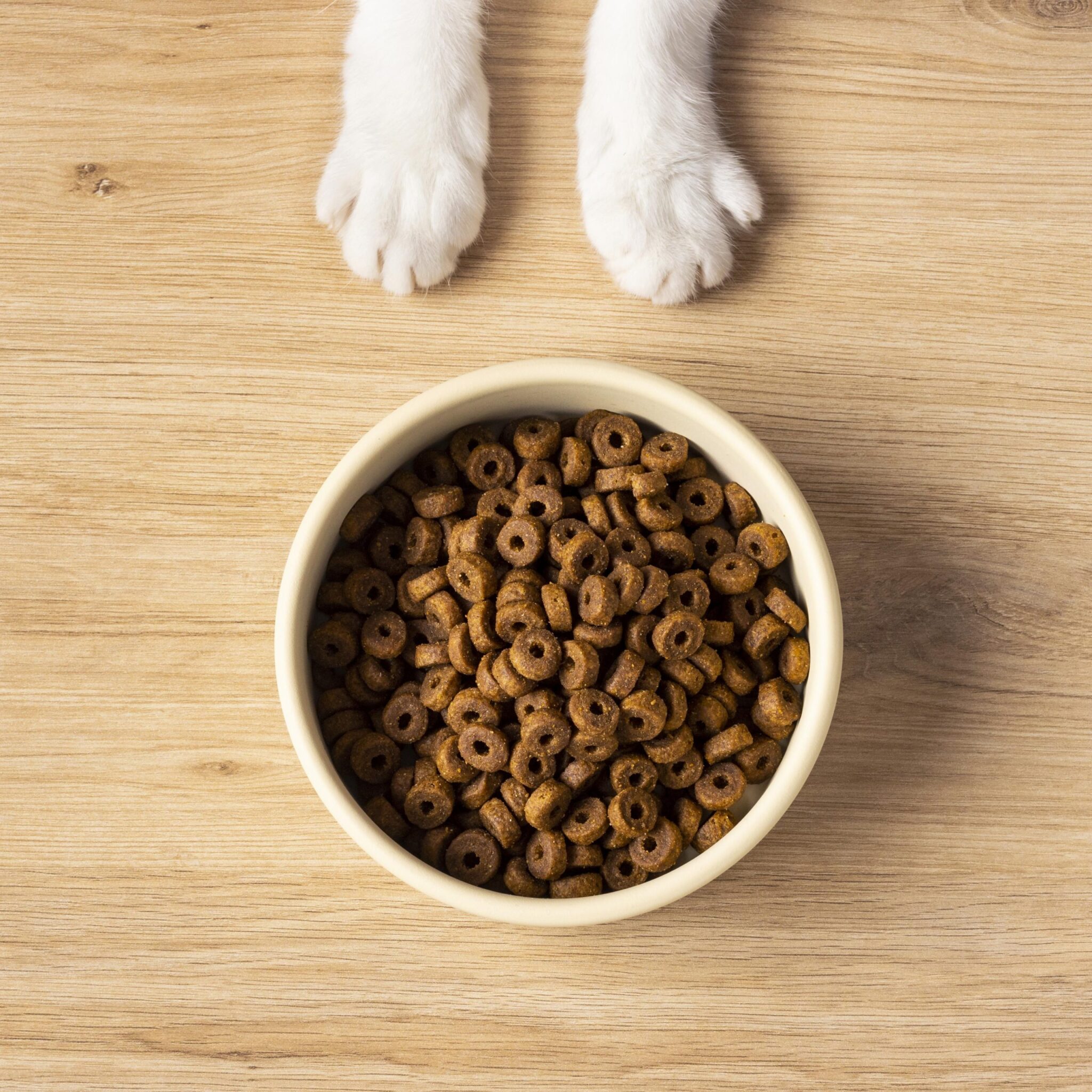 Comida para gatos: guía 2026 con consejos nutritivos