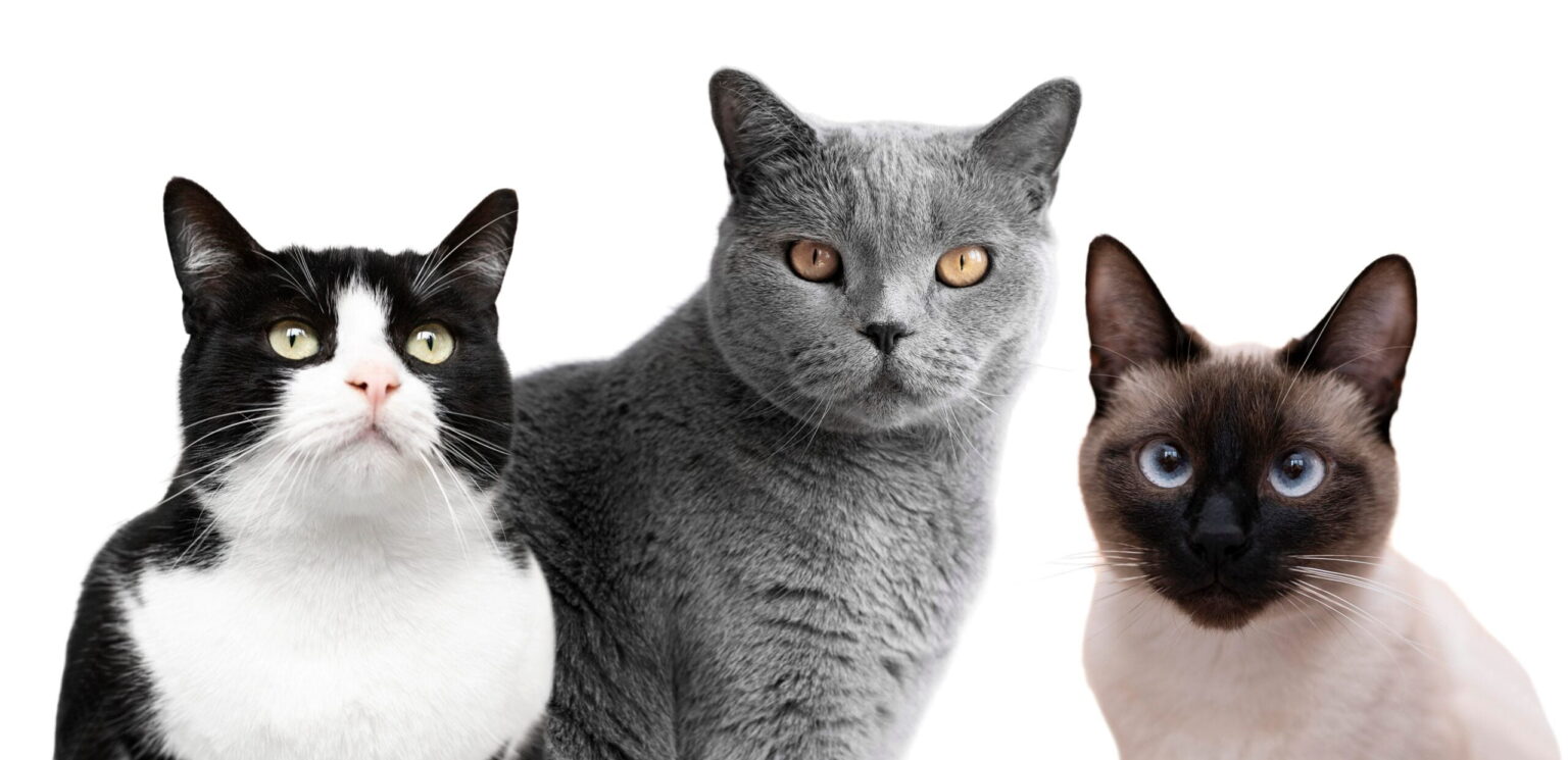 Razas de gatos: Guía completa de cada raza