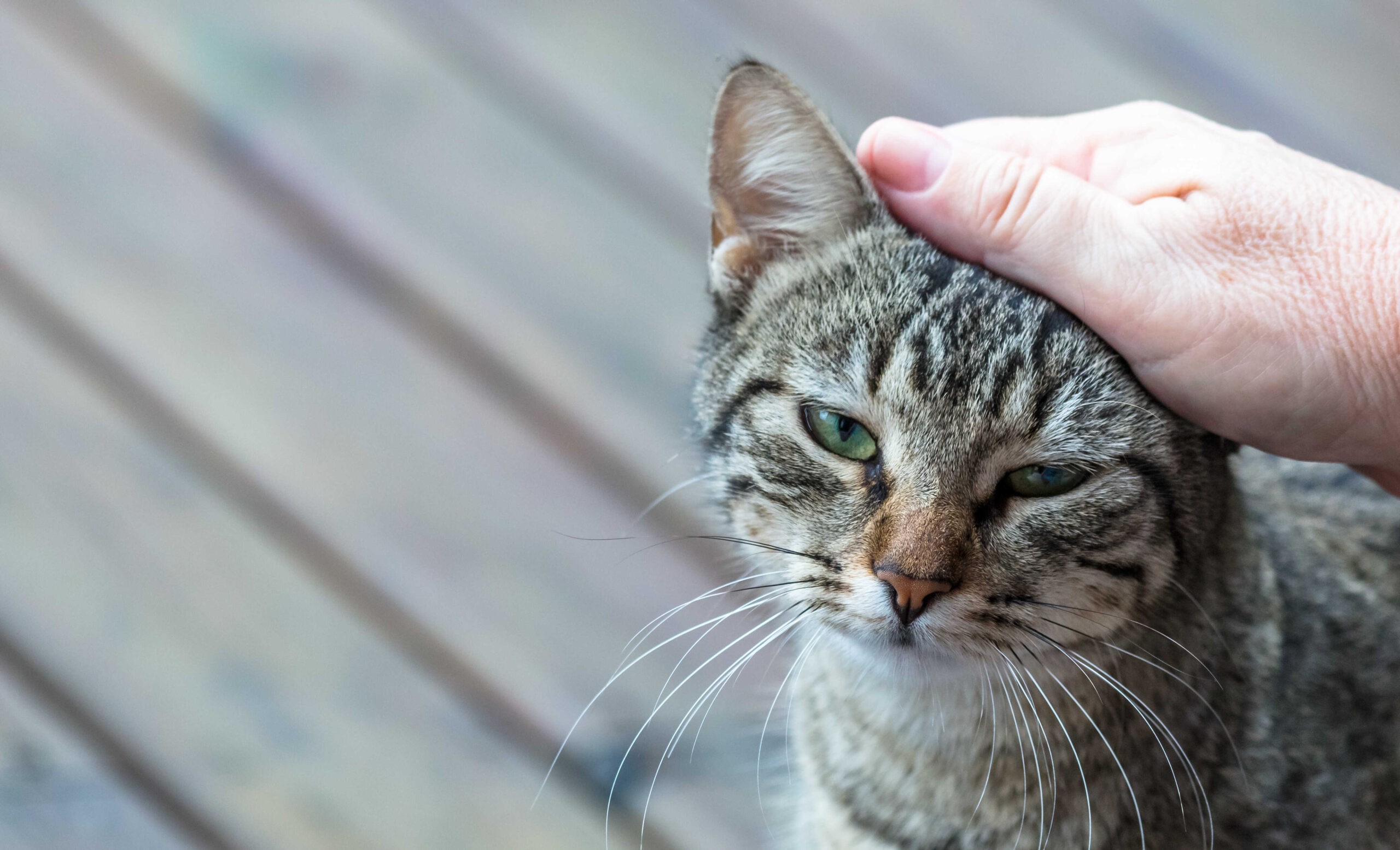 Vómito en gatos: causas, manejo y prevención