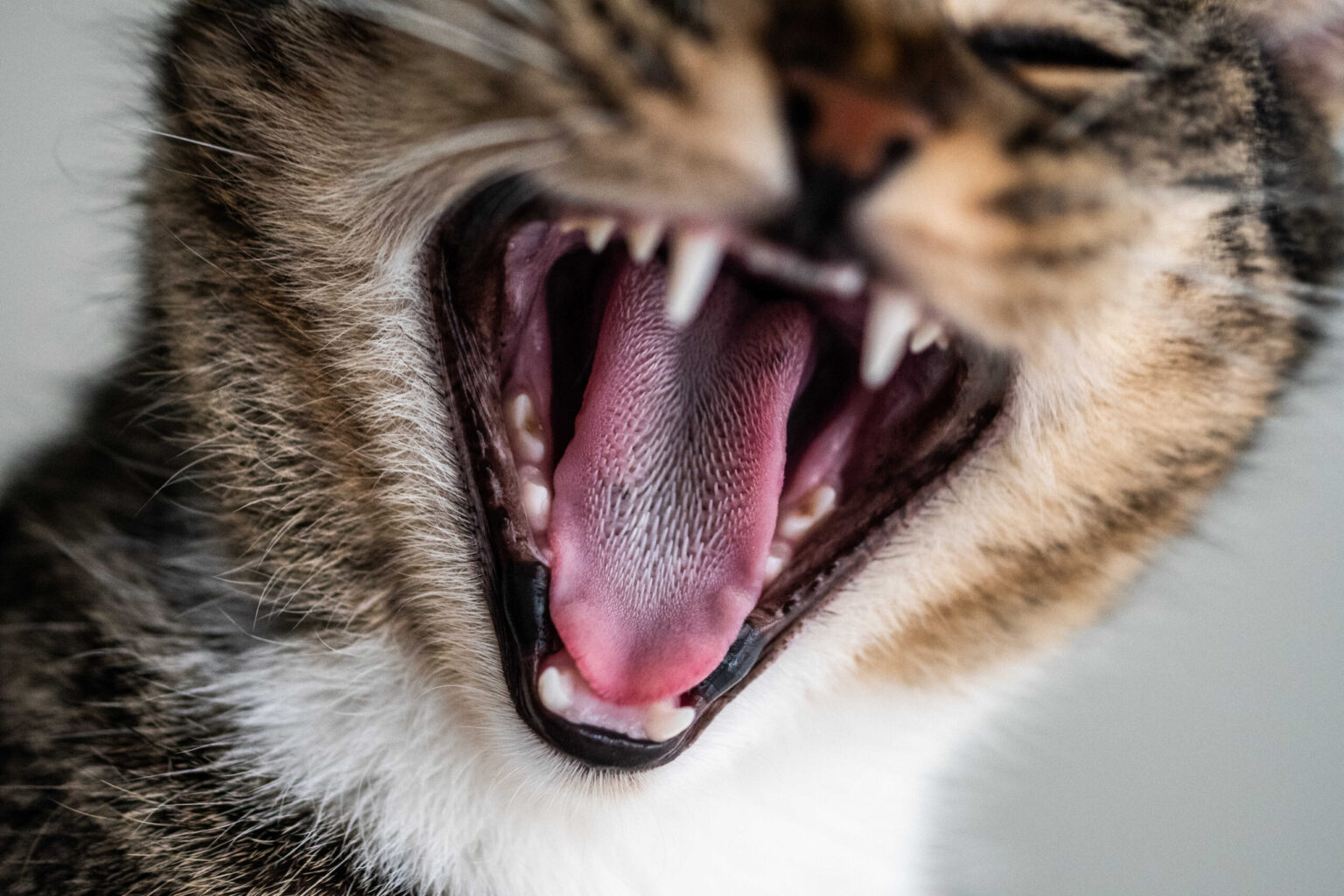 Dientes de Gato: ¿Cómo cuidarlos y prevenir problemas dentales?