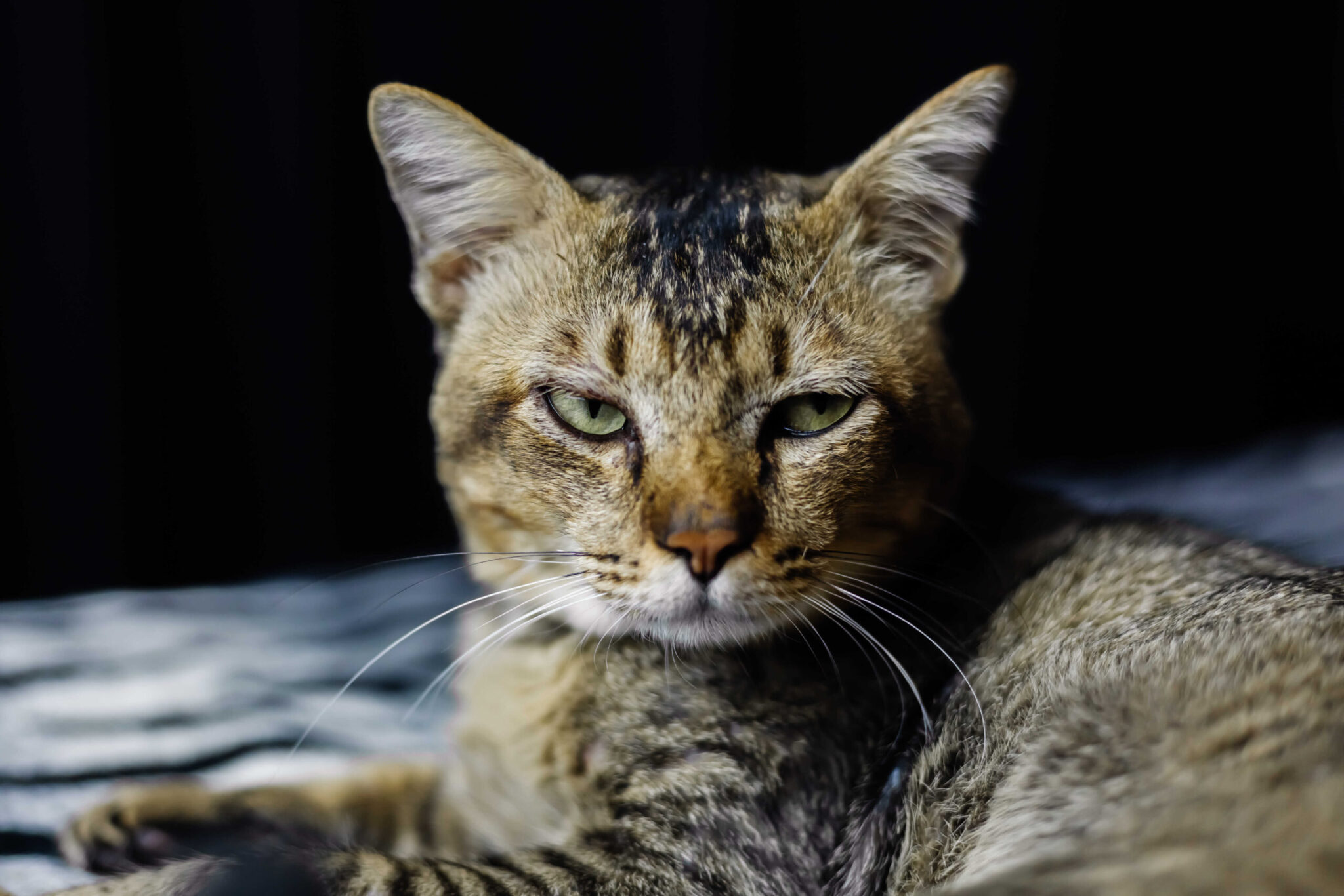 Síntomas y soluciones para el estrés en gatos