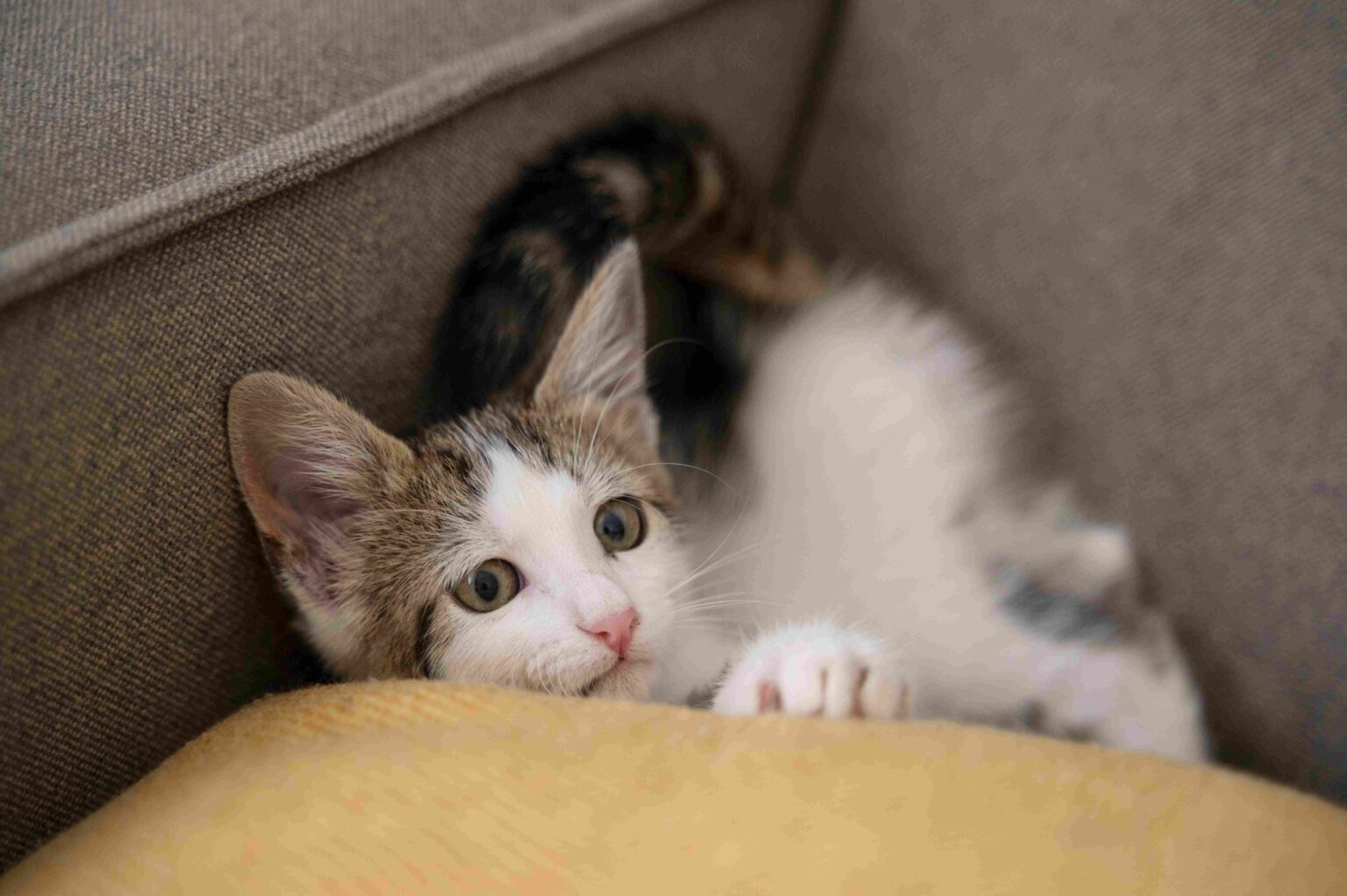 Cuidados y consejos para gatos bebés | Guía completa