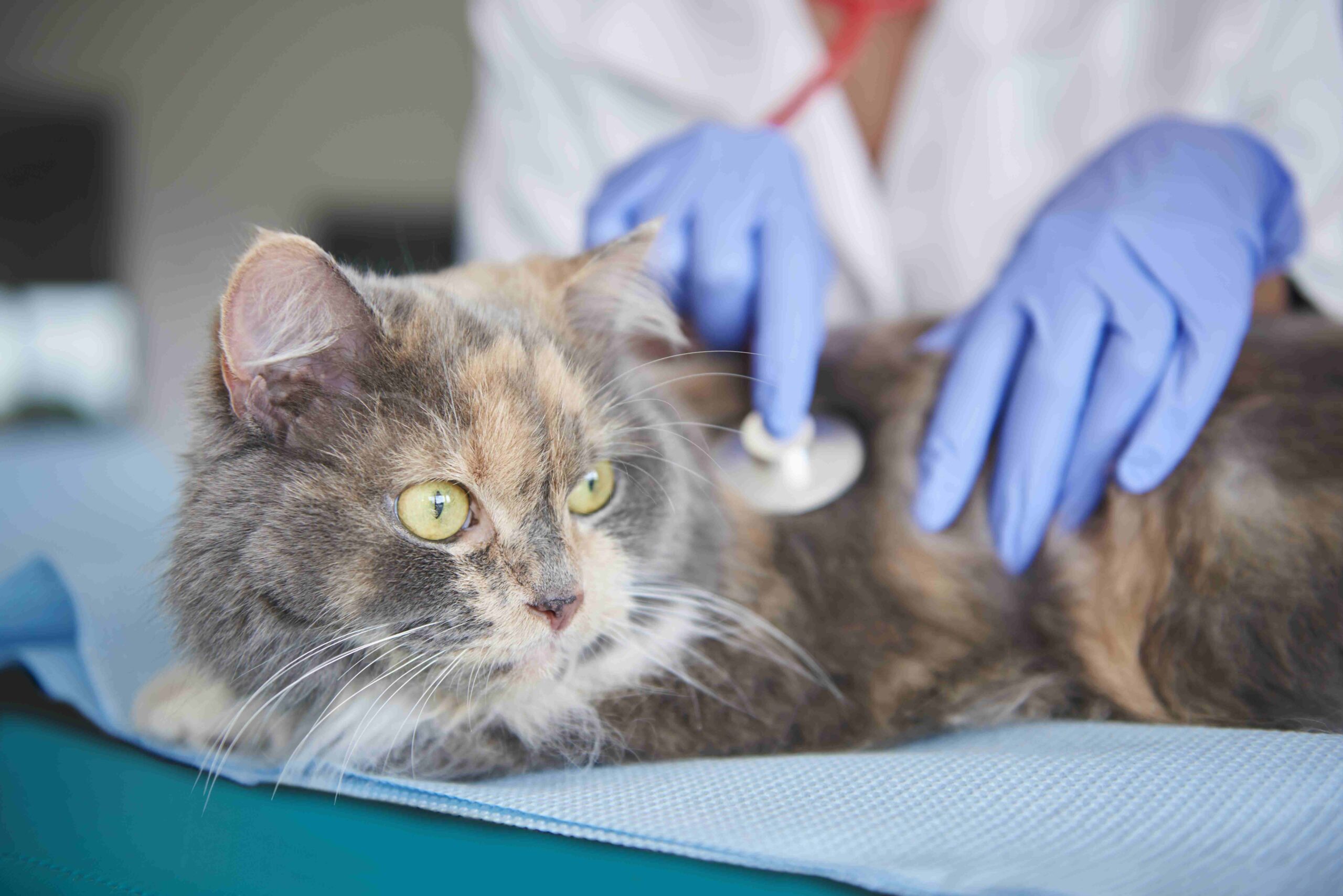 Cómo Saber si tu Gato está Enfermo - Señales y Síntomas