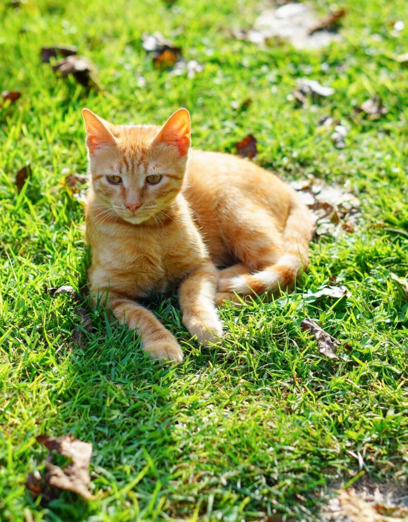 ¿por Qué Los Gatos Adoran Las Zonas Soleadas Y Las Siestas