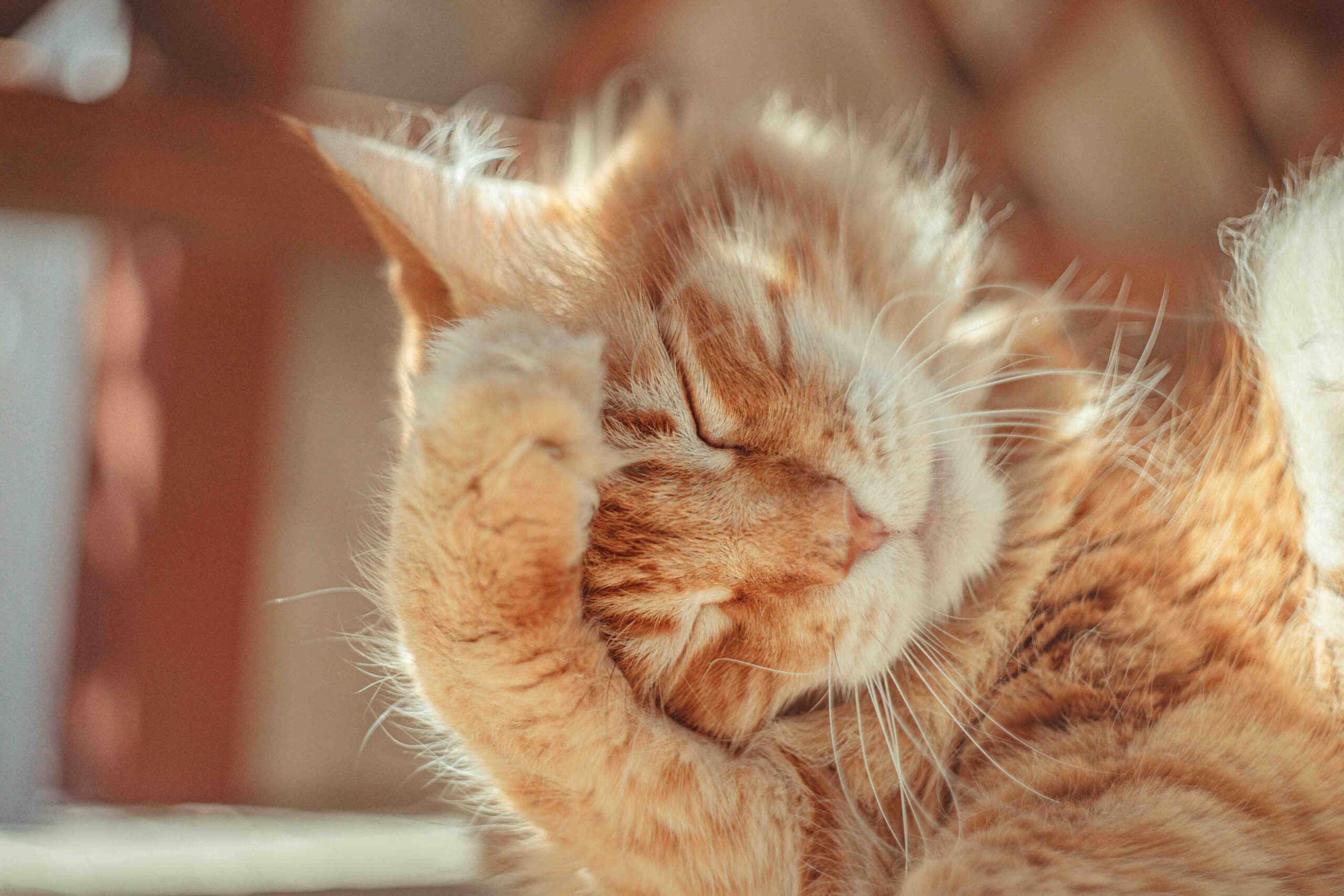 Problemas de piel en gatos: guía completa 2026
