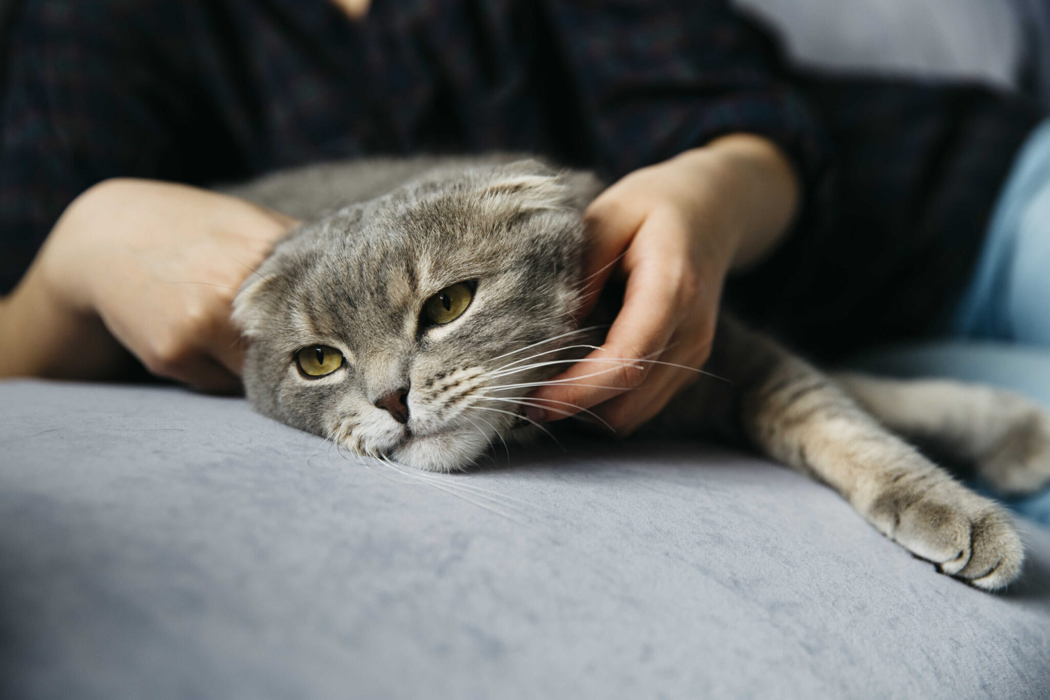 Ronroneo de Gatos y Beneficios para la Salud Humana y Felina